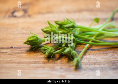 Unopened buds of zucchini pumpkin flowers on a white background. Excess ...