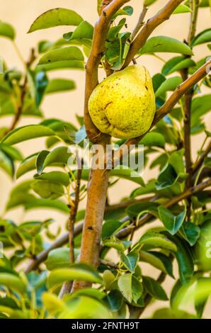 Mature fruit of the pear tree canopy Stock Photo - Alamy