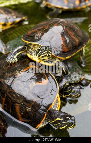 Close-up of a group of flame turtles in the pool Stock Photo - Alamy