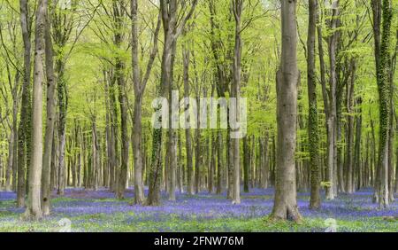Bluebells at Angmering Park, West Sussex Stock Photo - Alamy