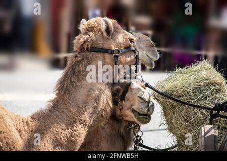 couple of cute dromedary camels Stock Photo - Alamy