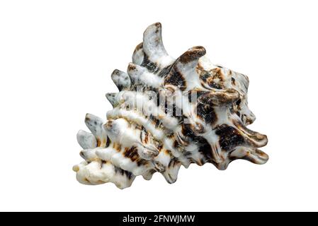 Vasum turbinellus, tropical sea snail, marine gastropod mollusk native ...