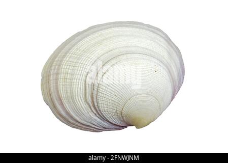 Pacific tiger lucine (Codakia tigerina), tropical saltwater clams ...