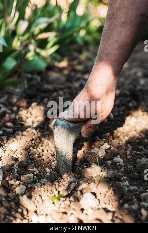 Female hand making a hole in the ground for pepper plantation Stock ...