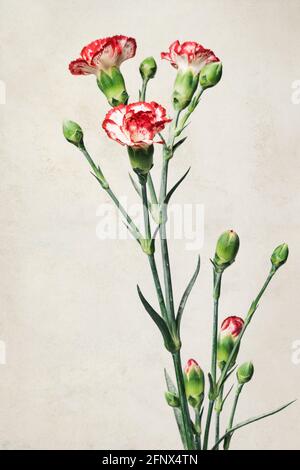 Little pink carnations on white background, place for text, top view ...