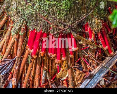 Medicinal plants in the Amazonia. Wasai, tree with red, walking roots ...