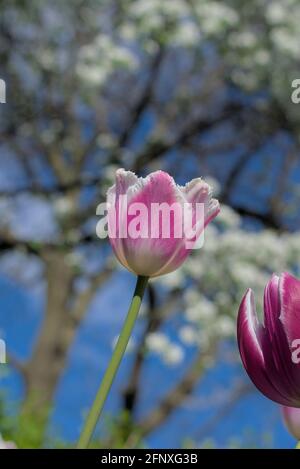 Tulip festival in amazing flowering garden Stock Photo - Alamy