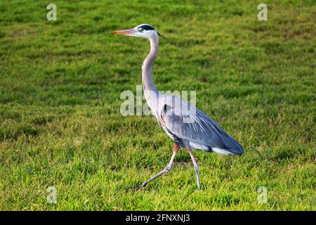 Side View of Great Blue Heron With Large Fish in Beak Stock Photo - Alamy