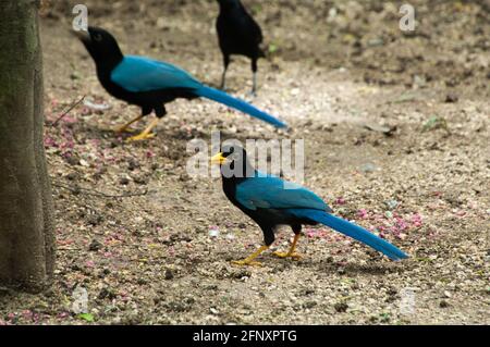 The chara or magpie, Yucatecan Cyanocorax, is a blue bird of the ...