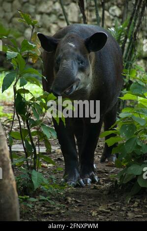 Tapir, Tapirus bairdii largest land mammal in the rainforests of Mexico ...