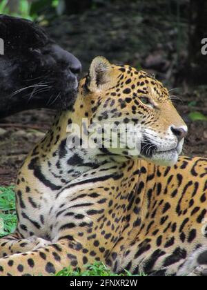 Melanistic male jaguar (Panthera onca), known as "panther" in Wildlife ...