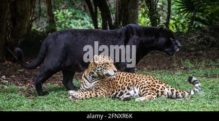 Melanistic male jaguar (Panthera onca), known as "panther" in Wildlife ...