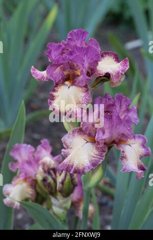 Tall bearded iris flower, A Star is Born Stock Photo - Alamy