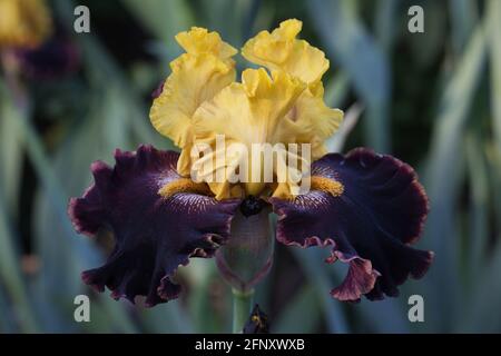Iris 'Sun Devil' Stock Photo - Alamy