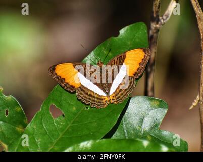 A butterfly seen during a walk in the Cloud Forest Mountains Hike, Dos ...