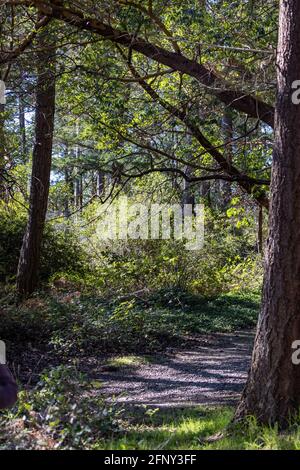Dense fern underbrush on the forest floor in Sequoia National Park ...