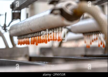 The production process of artificial red caviar Stock Photo - Alamy