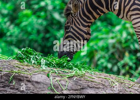 Zebra portrait face and head between eating, Nature Stock Photo - Alamy