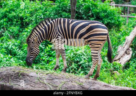 Zebra between eating, Nature Stock Photo - Alamy