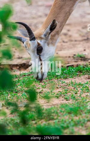 face and horn of Gemsbok antelope (Oryx gazella) deer, South Africa ...