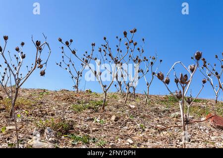 A field with sparse shrubs covered in thick morning fog Stock Photo - Alamy