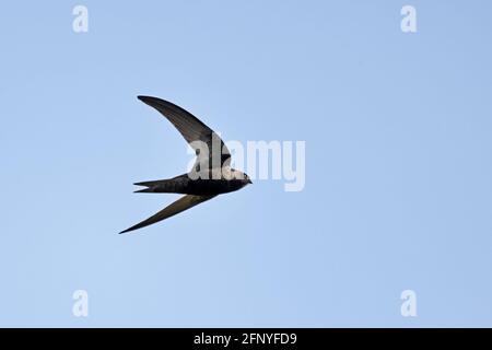 Swift in flight Radipole RSPB Reserve Dorset Stock Photo - Alamy