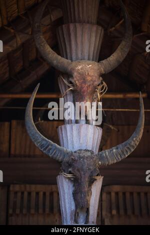 Mithun skull Pochury tribe hut, Hornbill Festival Nagaland, India Stock ...