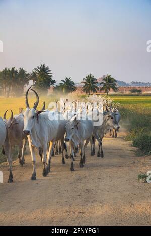 Amritmahal, cow breed, Hampi, Karnataka, India Stock Photo - Alamy