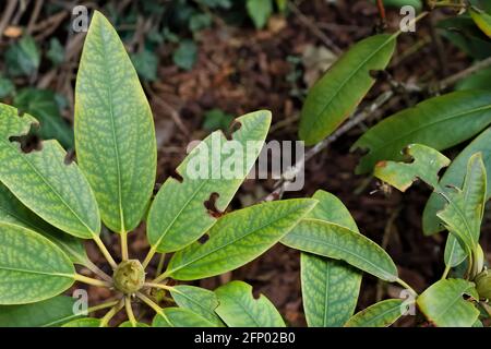 Close-up of a leaf of rhododendron with brown spots caused by fungal ...