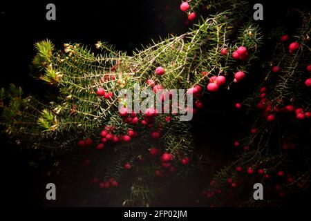 Mountain Pinkberry (Leptecophylla parvifolia Stock Photo - Alamy