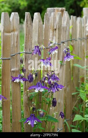 Aquilegia, granny's bonnet or columbine is a genus of about 60–70 ...