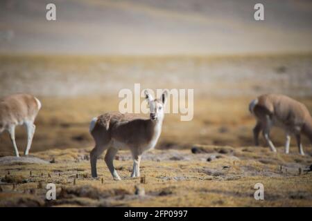 Tibetan Gazelle, Procapra picticaudata, Gurudonmar, Sikkim, India Stock ...