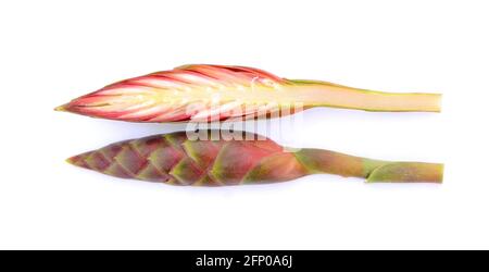Cassumunar ginger isolated on white background Stock Photo - Alamy