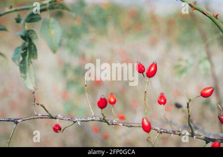 red briar berry fruits in autumn nature Stock Photo - Alamy