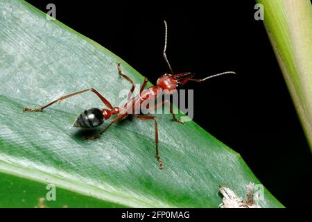 Bulldog Ant (Myrmecia gulosa) seen at the Binna Burra section of ...