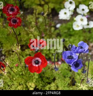 Blooming beautiful colorful natural flowers in view Stock Photo - Alamy