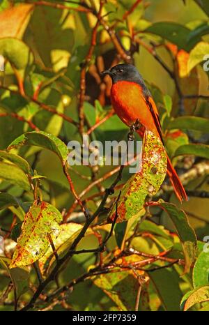 Grey-throated Minivet (Pericrocotus montanus cinereigula) adult male ...