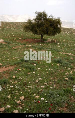 Ziziphus Spina Christi Tree or Christ Thorn Jujube, edible fruit hangs ...