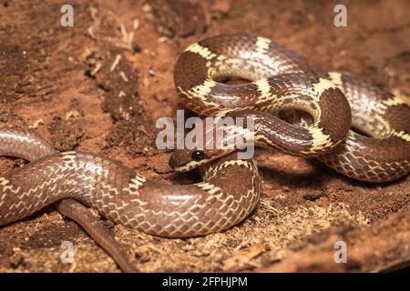 Lycodon Aulicus. Common Wolf snake. Non venomous. Maharashtra, India ...