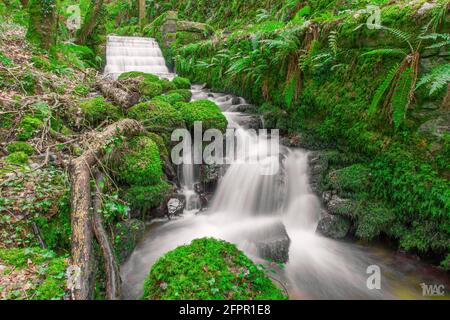 Rostrevor hidden waterfall Stock Photo - Alamy