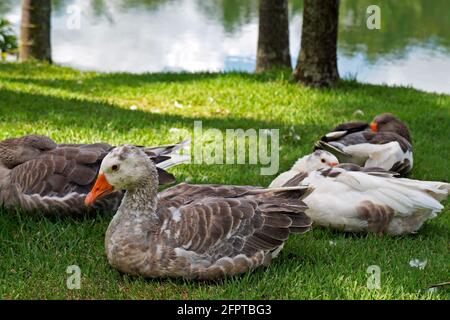 Geese resting on the grass, Minas Gerais, Brazil Stock Photo - Alamy