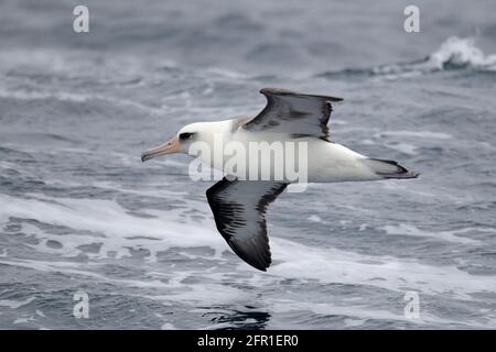 Laysan Albatross (Phoebastria immutabilis), single adult in flight over ...