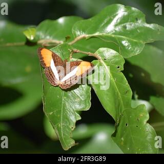 A butterfly seen during a walk in the Cloud Forest Mountains Hike, Dos ...