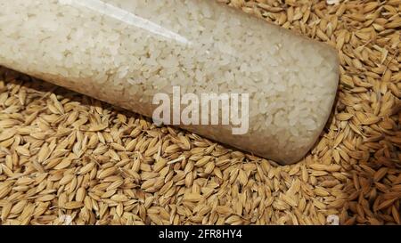Rice grain feature Stock Photo - Alamy