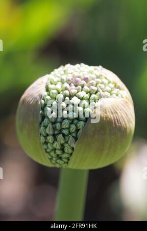 An ornamental allium flower split open just before the bloom Stock ...