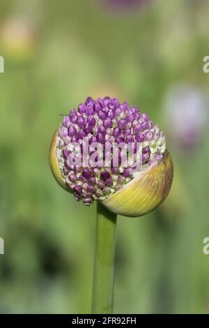An ornamental allium flower split open just before the bloom Stock ...