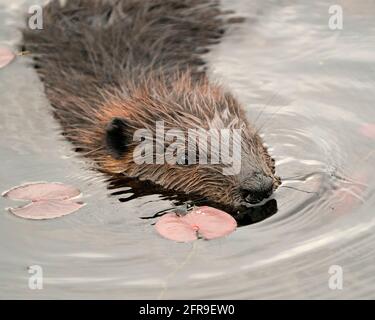 Aerial view of a beaver habitat in Reserva Lago Yeguin on the island ...