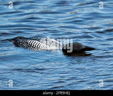 Common Loon close-up profile side view swimming in the lake in its ...