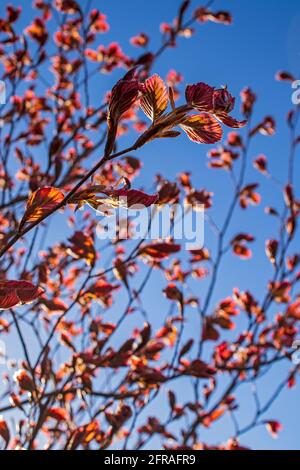 red leaves at beech in spring in japanese garden in the hague, the ...
