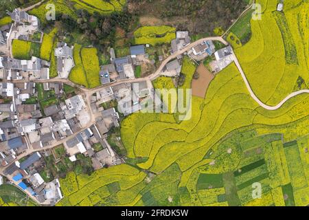 Yunnan Luoping canola flower Stock Photo - Alamy